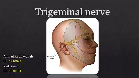 Trigeminal Nerve Pptx Brain And Nervous System Disorders Diseases And Conditions