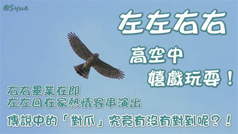 20231006上集｜在家23 68｜左左右右高空中嬉戲玩耍！｜右右畢業在即，左左回在家熱情客串演出｜傳說中的對爪究竟有沒有對到呢？！｜鳳頭