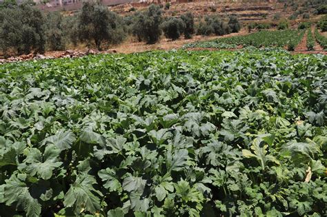 بنك البذور البلدية Local Seed Bank Home