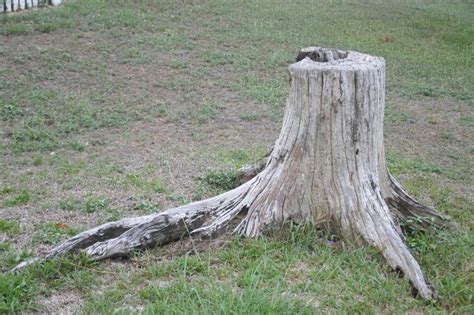A Tree Tree Trunk Round Of Green Grass And The Strong Base Of The Tree