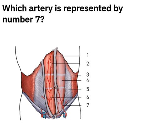 Which Artery Is Represented By Number 7 StudyX