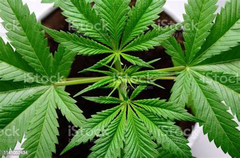 緑の大麻は白い背景に孤立した葉医療用マリファナの成長 ウクライナのストックフォトや画像を多数ご用意 ウクライナ カットアウト カン