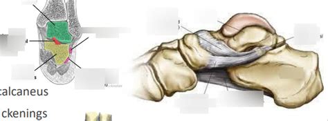 Subtalar Joint Diagram Quizlet