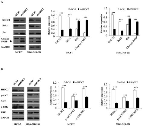Shoc2 Is Associated With The Survival Of Breast Cancer Cells And Has