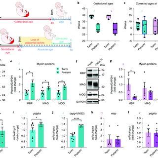 Myelin Proteins Are Dysregulated In A Sex Linked Manner In The Download Scientific Diagram
