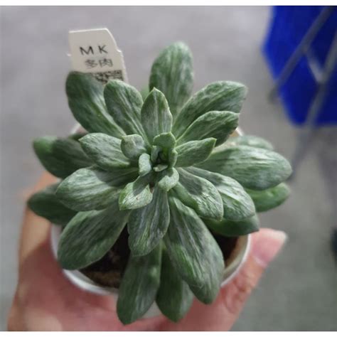 三吋盆胭脂蓮（隨機出貨 裸根寄出），多肉植物，mk多肉 蝦皮購物