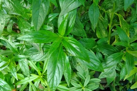 5 Manfaat Daun Sambiloto Untuk Kesehatan Yang Baik Untuk Dikonsumsi