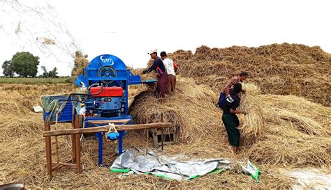ကျွန်းလှမြို့နယ်၌ ယခုနှစ် မိုးစပါး ရာနှုန်းပြည့်ရိတ်သိမ်းပြီး တစ်ဧကပျှမ