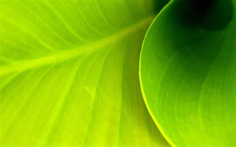 壁纸19201200高清晰 Windows Vista 植物绿叶系列 十三 绿色叶脉 高清 Windows Vista 桌面壁纸 Vista
