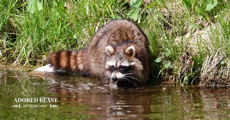 Leptospirosis In Dogs What You Need To Know