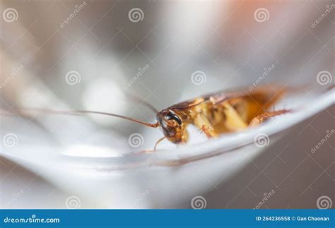 Cockroach In A Glass Of Water Insects That Live In Homes That Are