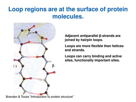Ppt Principles Of Protein Structure And Stability Powerpoint Ppt Principles Of Protein Structure And Stability Powerpoint