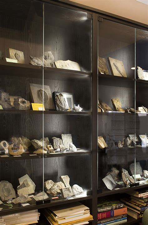 Cataloging Fossil Display Open Shelf Cabinets Office New City Ny