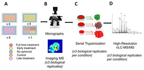 Workflow For Histone Ptm Spatial Analysis A Mcts Were Grown In 24 Download Scientific Diagram