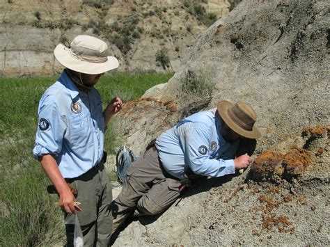 Glossary Of Paleontological Terms Fossils And Paleontology U S