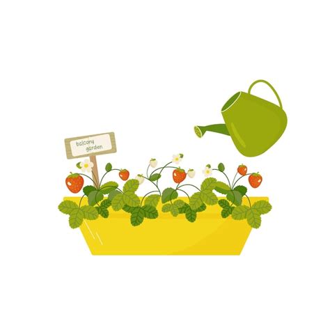 Premium Vector Watering Potted Strawberries Home Growing Concept In