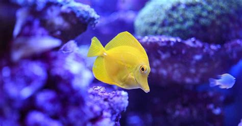 Aqua-Fisch ist bereit zum Ausschwärmen