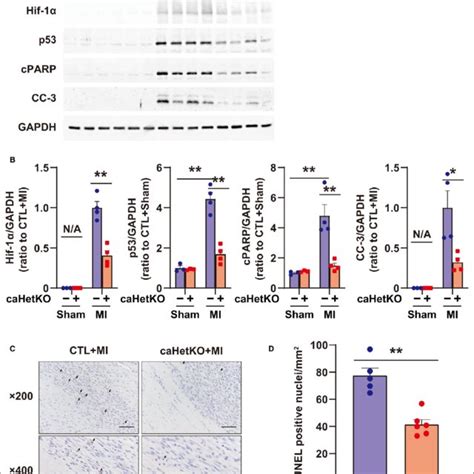 Hif 1α Hypoxia Inducible Factor 1 α P53 And Apoptosis In The