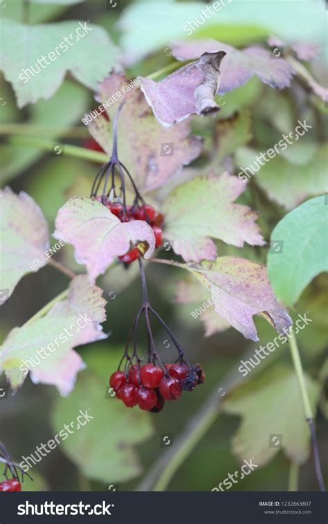 Opposite Leaves Picture Images Browse Stock Photos Vectors Free Download With Trial