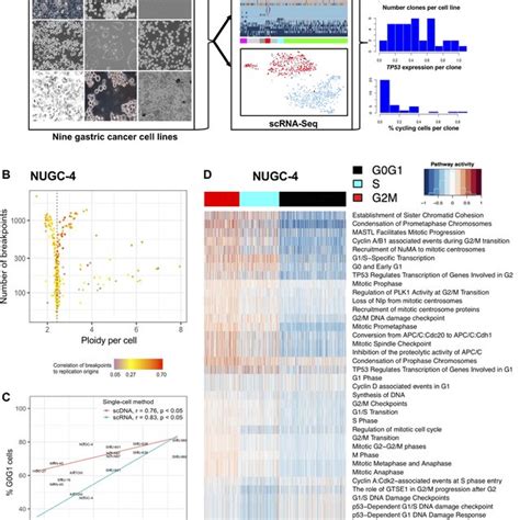 Single Cell Dna Seq Characterizes Clonal Composition And Evolution In