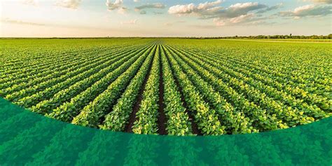 Revolutionizing Agriculture The Rise Of Fully Automatic Rice Mills