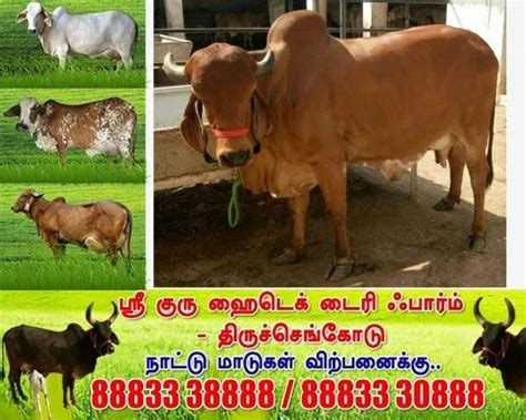Gir Cow At ₹ 70000no Tiruchengode Id 19791914562