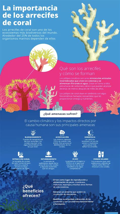 Infografía La importancia de los arrecifes de coral Fundación Aquae