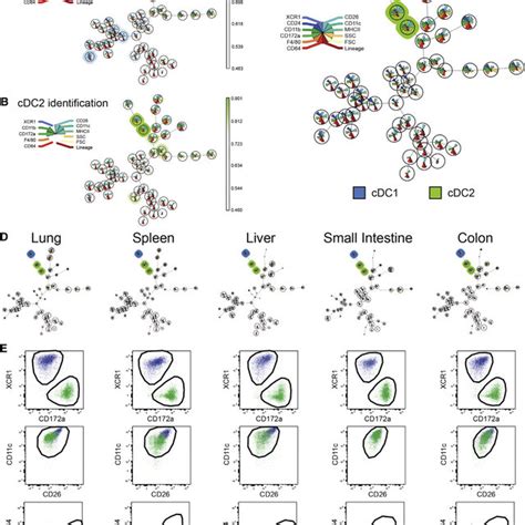 Unsupervised Identification Of Cdc1 And Cdc2 Across Mouse Tissues Using