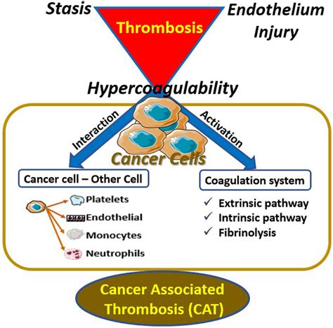 The Linkage Between The Development Of The Clinical Hypercoagulable Download Scientific Diagram