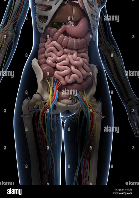 The Complete Diagram Of A Womans Body A Comprehensive Guide