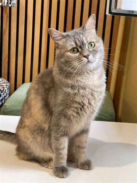 РосКОШЬ которую вы можете себе позволить