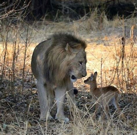 Historys Most Brutal Killers The Majingilane Male Lions