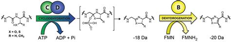 Azoline Biosynthesis Mitchell Lab Uiuc