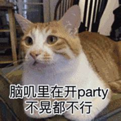 猫咪总是挠耳朵怎么回事注意可能是耳螨在作怪 知乎