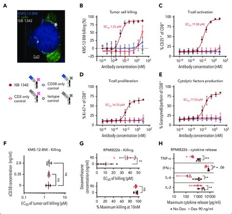 ISB1342 Induces The Killing Of MM Cell Lines In Vitro Via T Cell