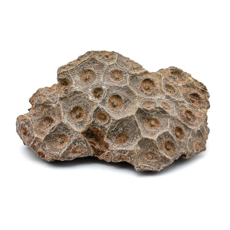 Devonian Fossilized Echinolampas Coral Natural History For Home