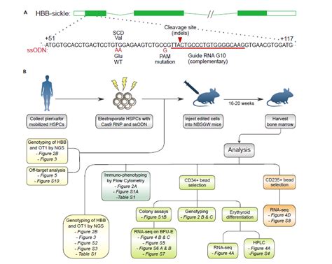 重磅 《iscience》期刊发表idt公司关于镰状细胞病基因治疗的研究成果 知乎