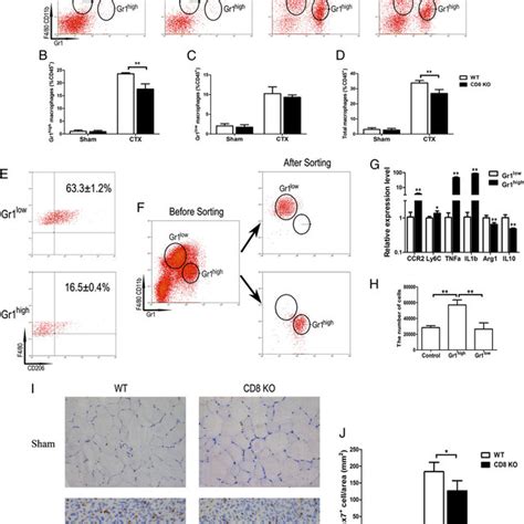 Transfer Of Cd8 T Cells Into Cd8 Ko Mice Rescued The Impaired Muscle