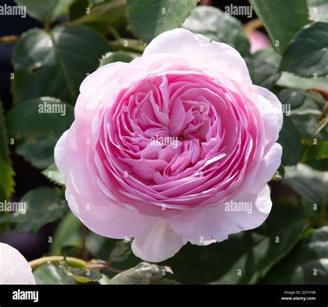 Rosa Olivia Rose Austin Stock Photo Alamy