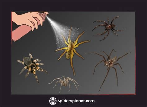 Does Hairspray Kill Spiders Spiders Planet