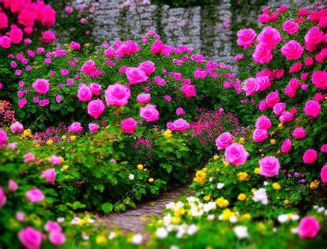 Beautiful Pink Rose Garden Background Wallpapers Rose Garden