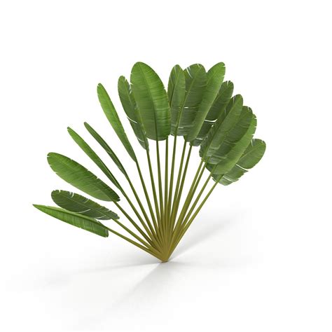 바나나 팜 3d 모델 24 Max Fbx Obj Free3d