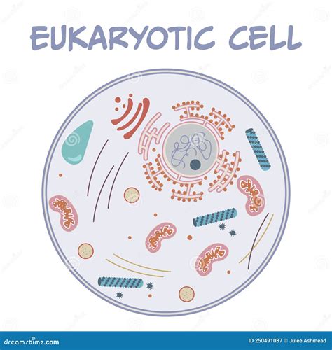 Eukaryotic Cell Vector Illustratration Graphic Stock Vector Illustration Of Design Vector