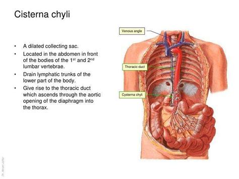 Pictures Of Cisterna Chyli