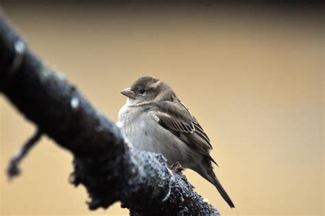 Meer Dan Gratis Afbeeldingen Van Kleine Borsten En Kind Pixabay