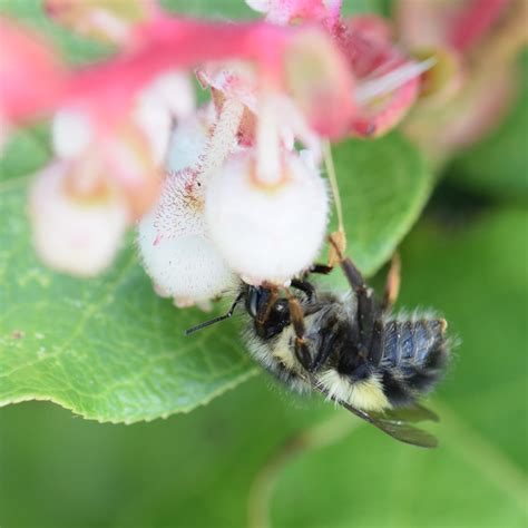 Bee Diversity Ccuwbee Research Initiative Native Pollinators