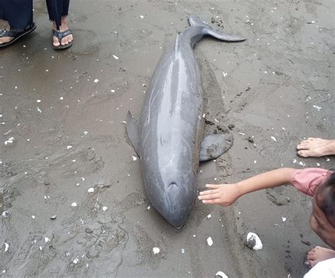 Pesut Ditemukan Mati Di Pantai Tanjung Pakis Karawang Saksi Didorong