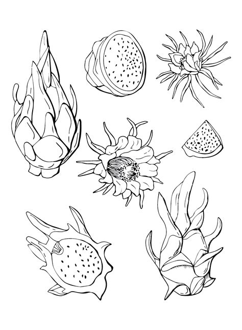 Set Dragon Fruit Coloring Page Free Printable Coloring Pages