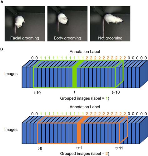 Grooming Picture And Image Integration A Representative Pictures Of Download Scientific