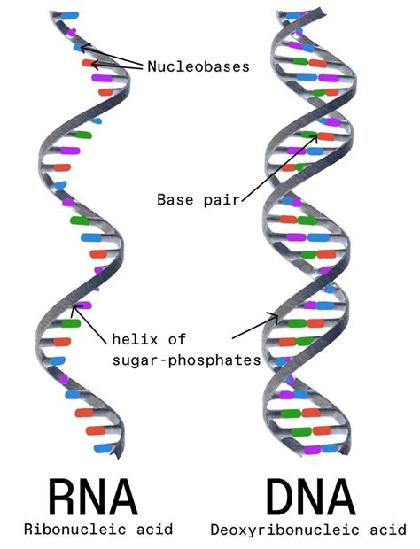 Real Rna Strand Researchers Develop Ai Based Technique To Predict Rna